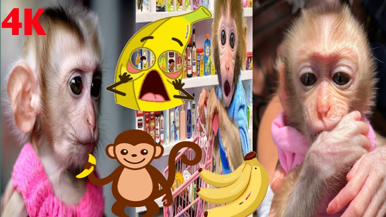 Funny Monkeys - Cute and Funny Monkey in the Forest | Next Power ...