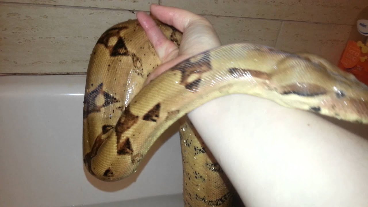 Boa Bath Time - YouTube