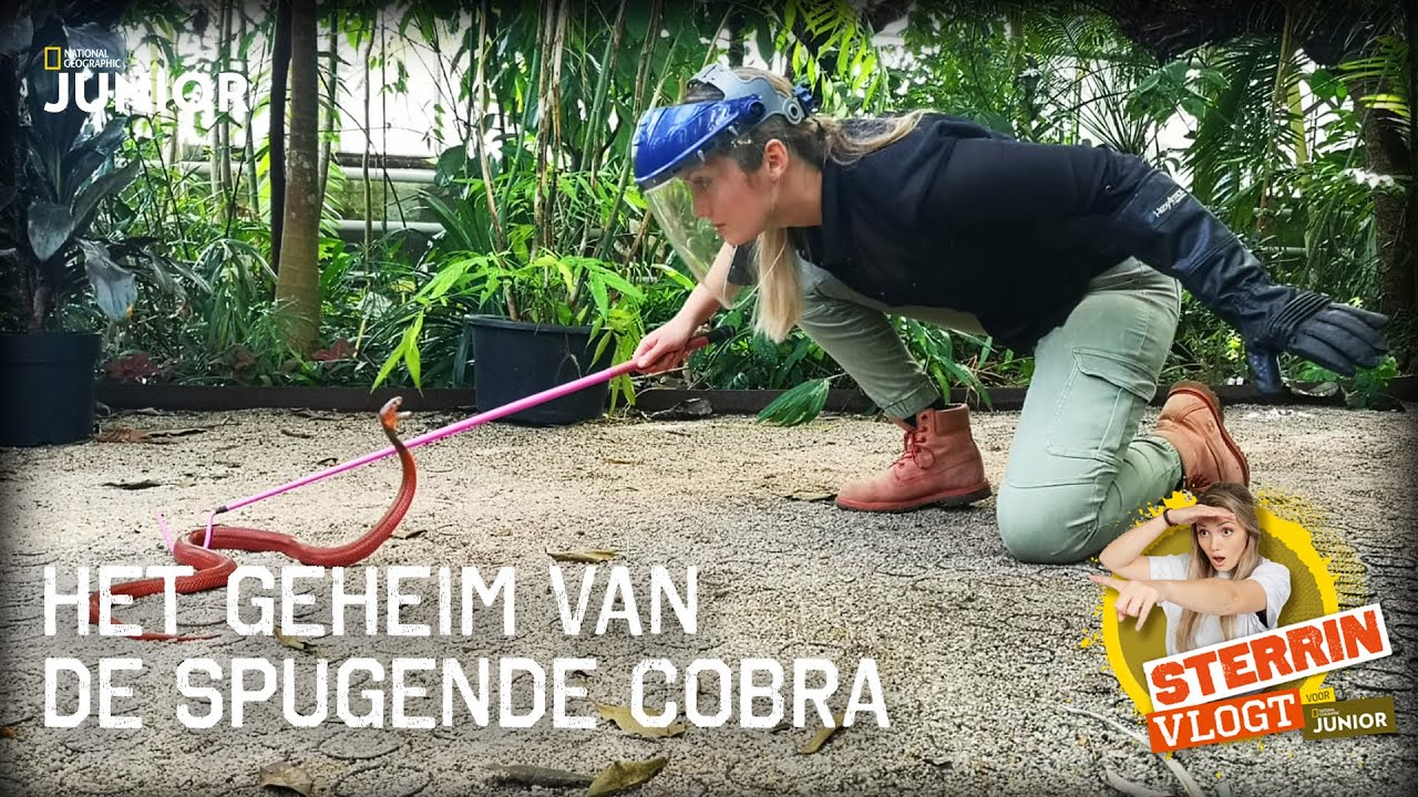 In m'n gezicht getuft door een spugende cobra! - Sterrin vlogt 7 - YouTube