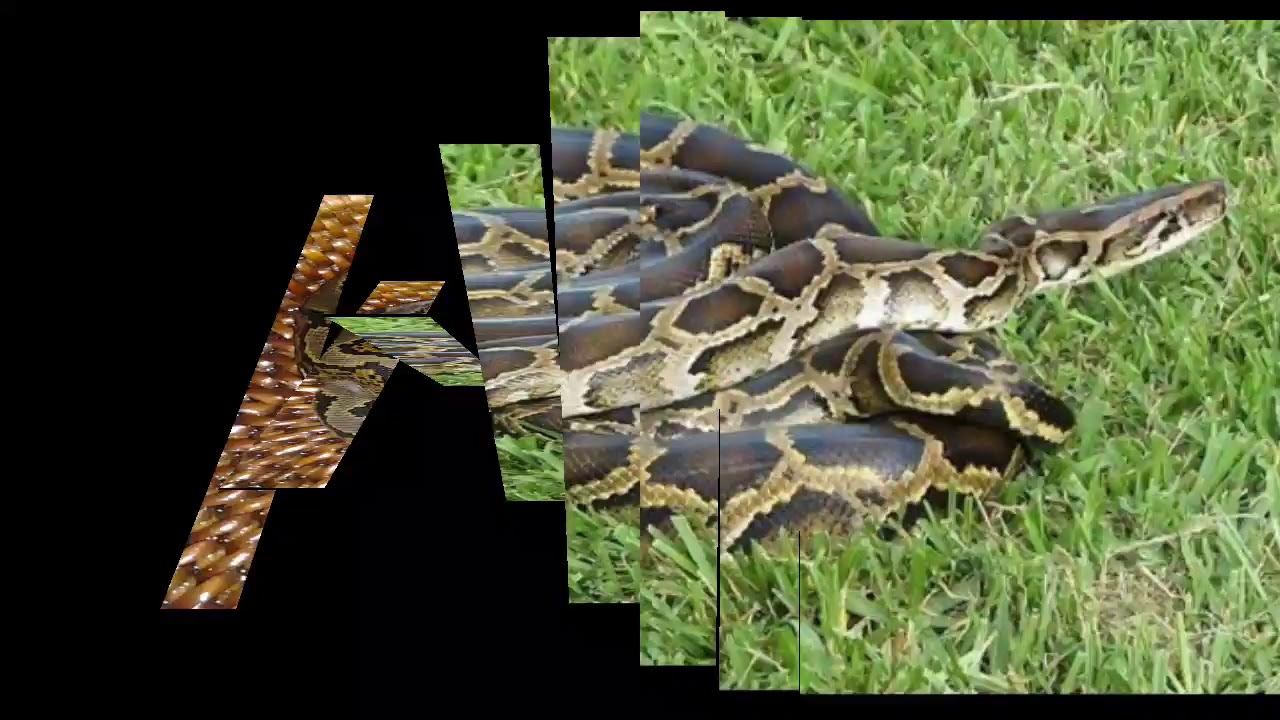 Kenali Sawa Batik / Sanca Batik - YouTube