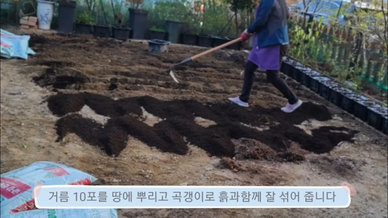 정원을 텃밭으로 텃밭을 만들어 봅니다 정원 전원주택 식물 잔디 Youtube