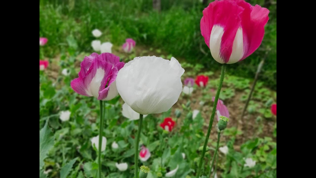 Beautiful Opium Poppy flowers in apple orchards - YouTube