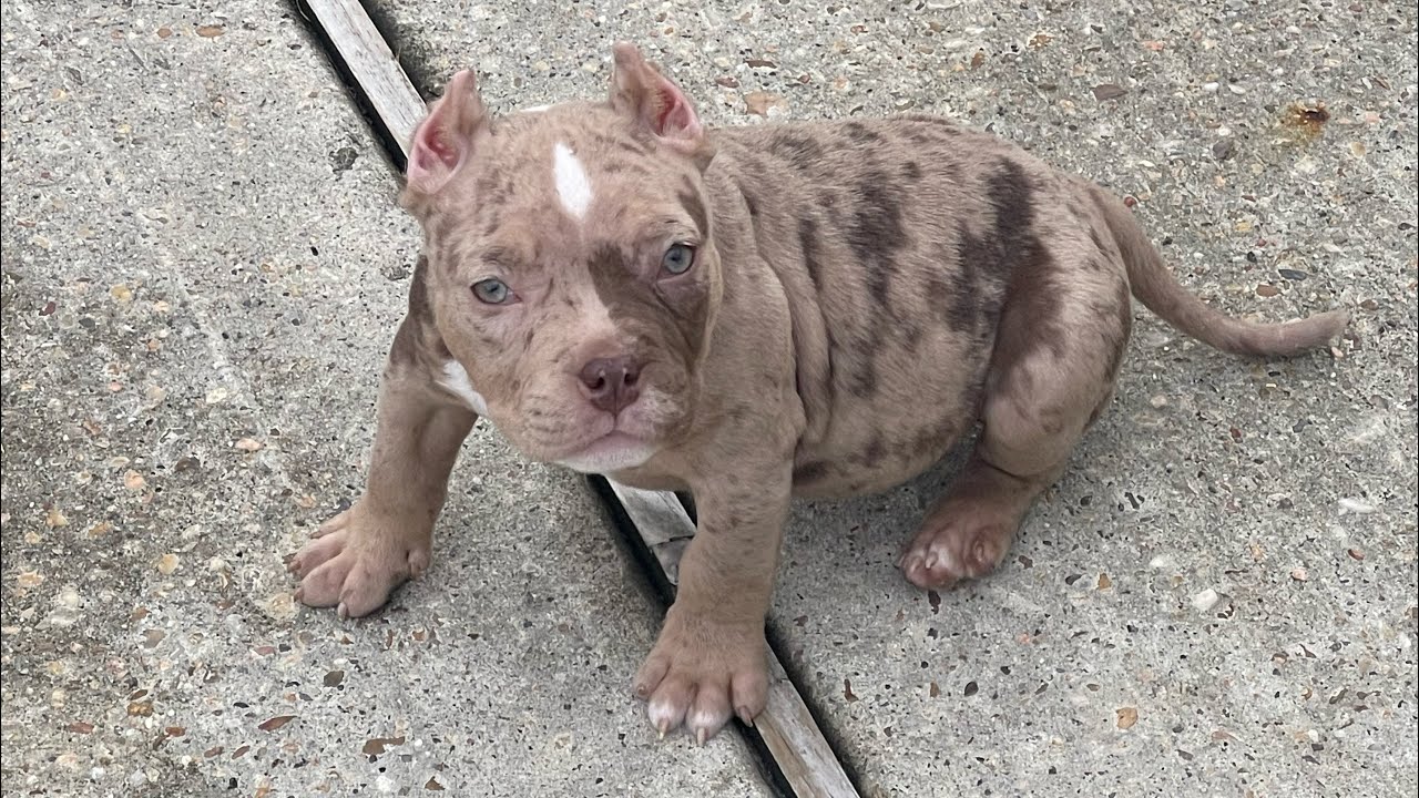 American pocket bully chocolate Merle Asa update video - YouTube