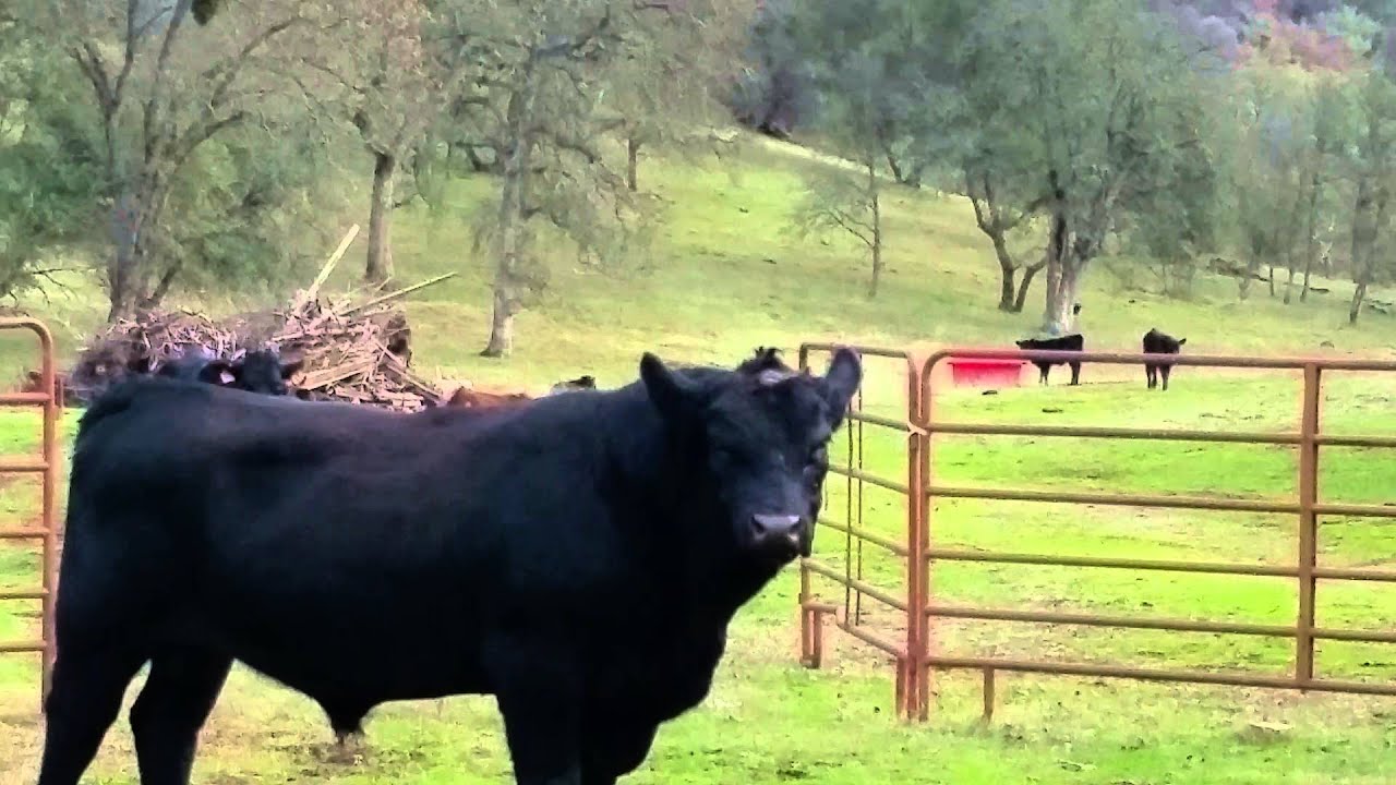 The grunting bull - YouTube