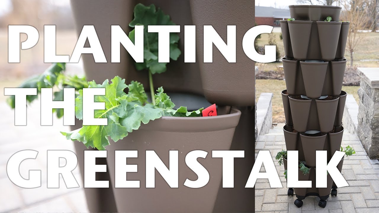ASSEMBLING MY GREENSTALK WITH KALE AND SWISS CHARD | VLOG - YouTube
