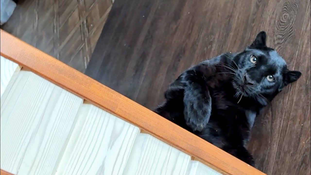 Luna is a hungry panther 😈(ENG SUB) - YouTube