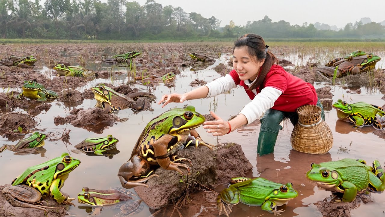 The girl catch frogs and go to the market sell, cooking dish from frog ...