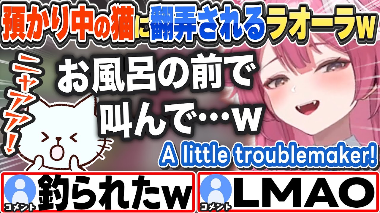 [JP/ENG SUB] 預かり中の猫に翻弄されるラオーラw Rarora getting bossed around by a foster ...