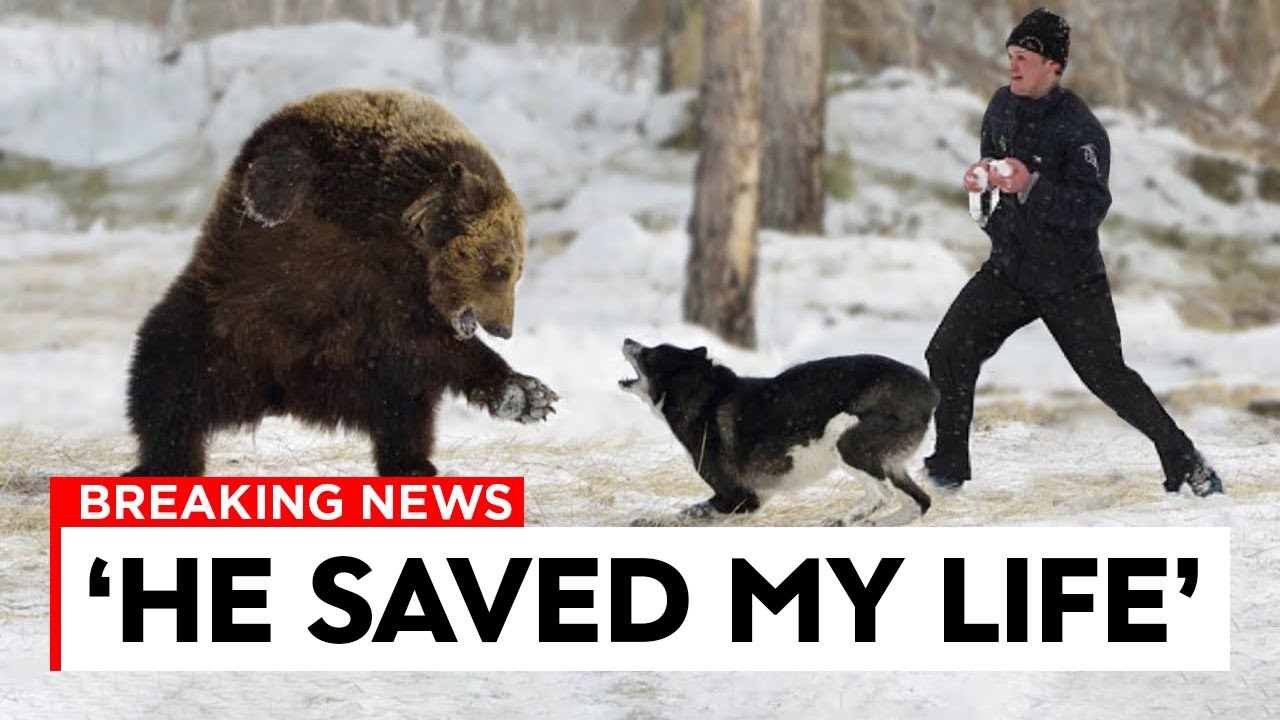 Animals That Showed AMAZING Acts Of Bravery To Saved Their Loved Ones ...