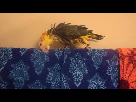 Widget the Caique's Reaction to a SHOWER (SOOOO CUTE!)