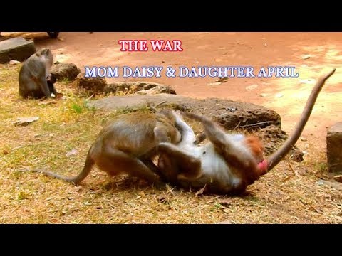 THE WAR!! DAUGHTER APRIL DEFEAT MOM DAISY TO BECOME THE FIRST LADY IN ...