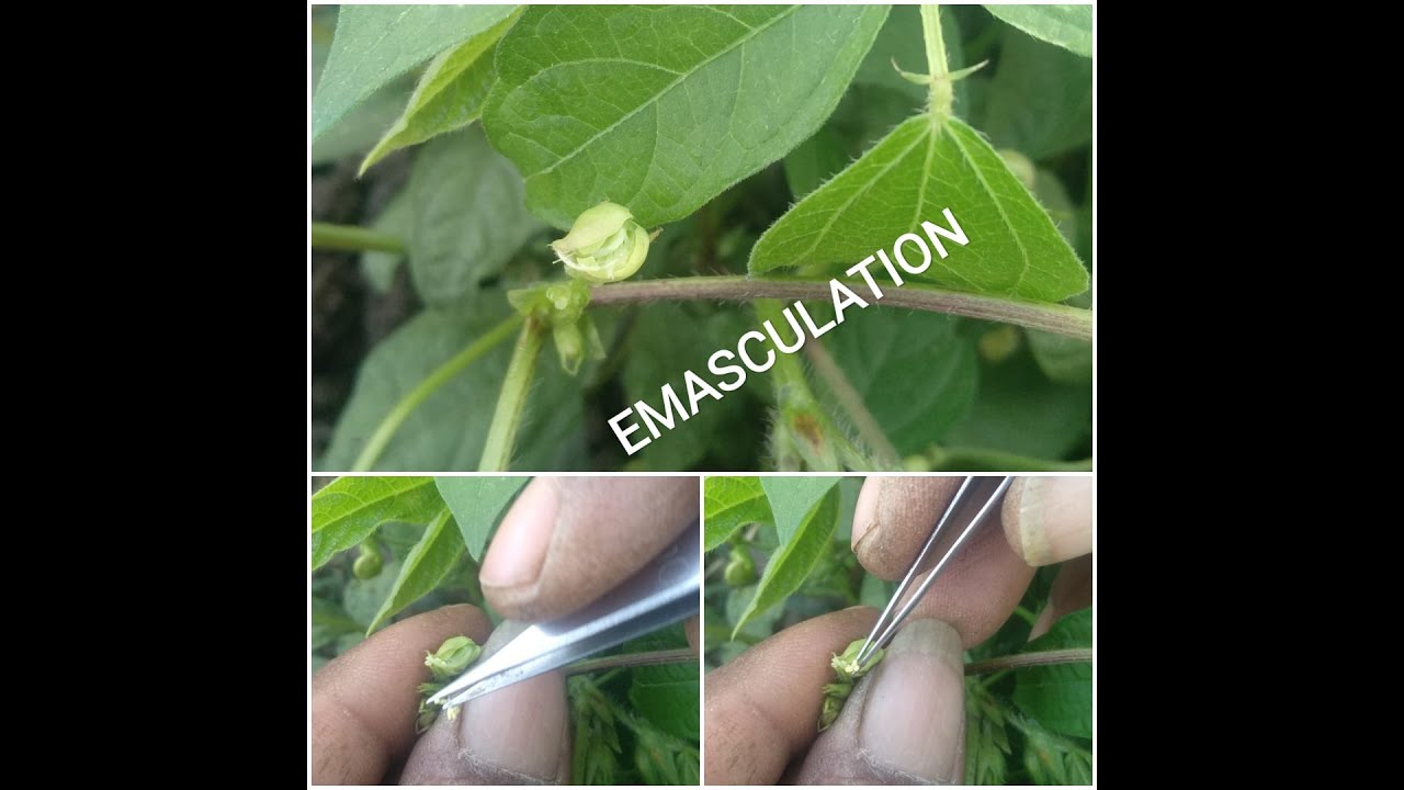 Mungbean & Urdbean Crossings | Emasculation & Pollination | Genetics ...