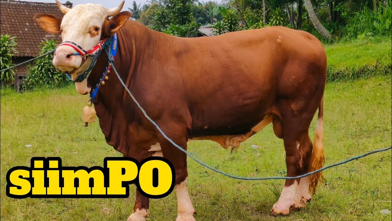 Perlawanan 38 hari Sapi kurus kering mnjadi GEMUK & Lincah🔥, cuma pakai ...