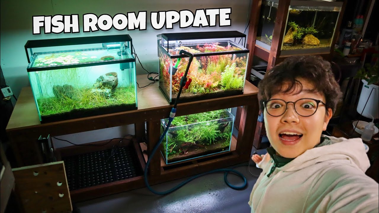 MY FISH ROOM BUILD UPDATE - Time to start Moving Things in the Fish ...