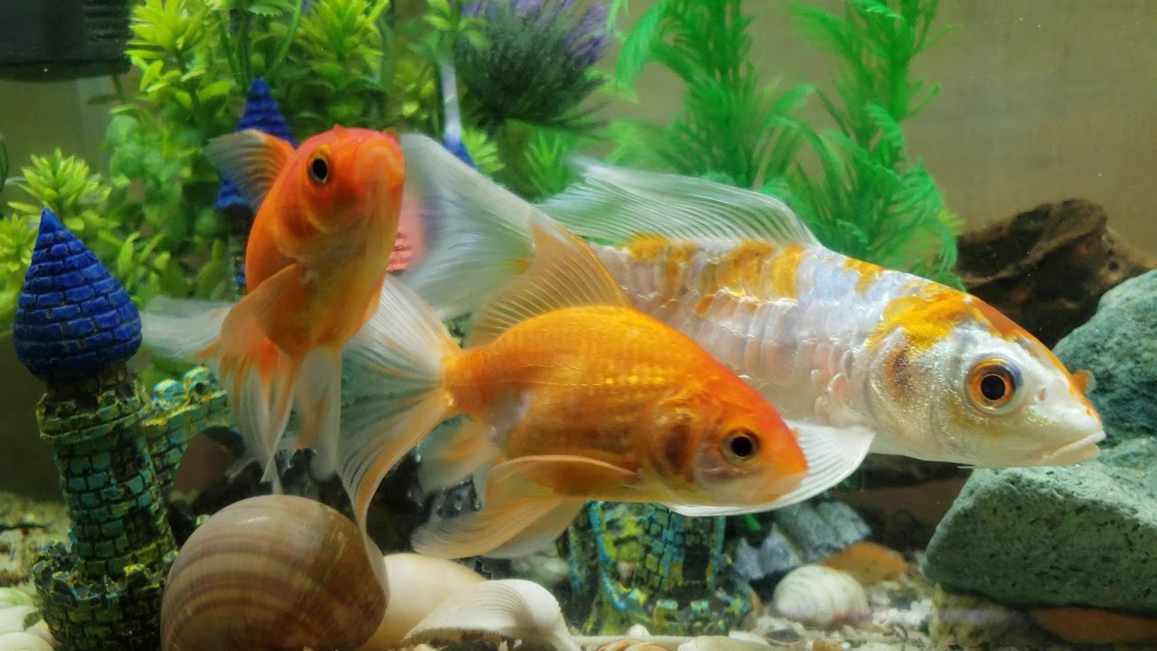 Mis peces.. 2020 en cuarentena - YouTube