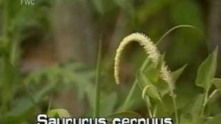lizard's tail (Saururus cernuus)