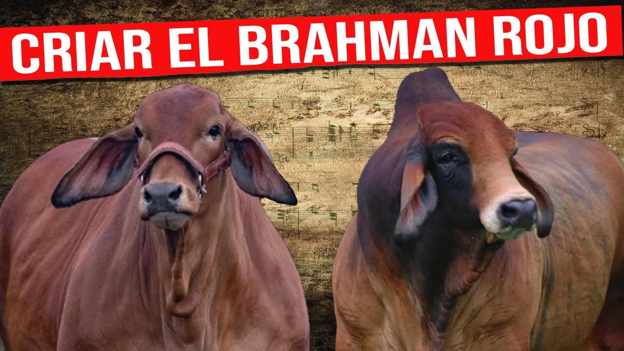 🔴 Como Iniciar La Cría De La Raza BRAHMAN ROJO Ganado De Engorde - YouTube