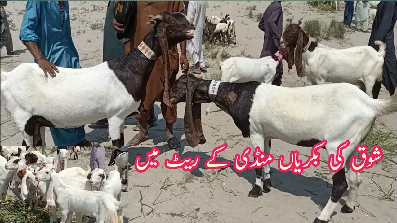 Pure pateri goat price - YouTube