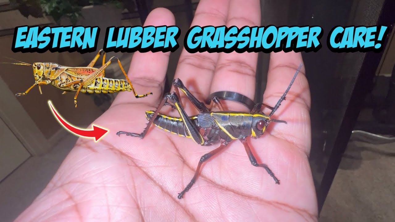 Eastern Lubber Grasshopper Care! - YouTube