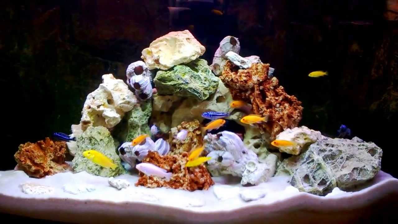 Moje Malawi .Malawi tank, Mbuna Tank , African Cichlids , Akwarium ...