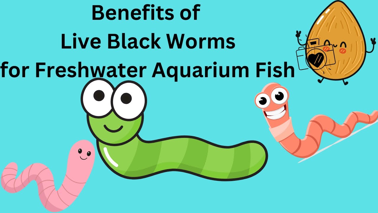 Benefits of Live Black Worms - YouTube