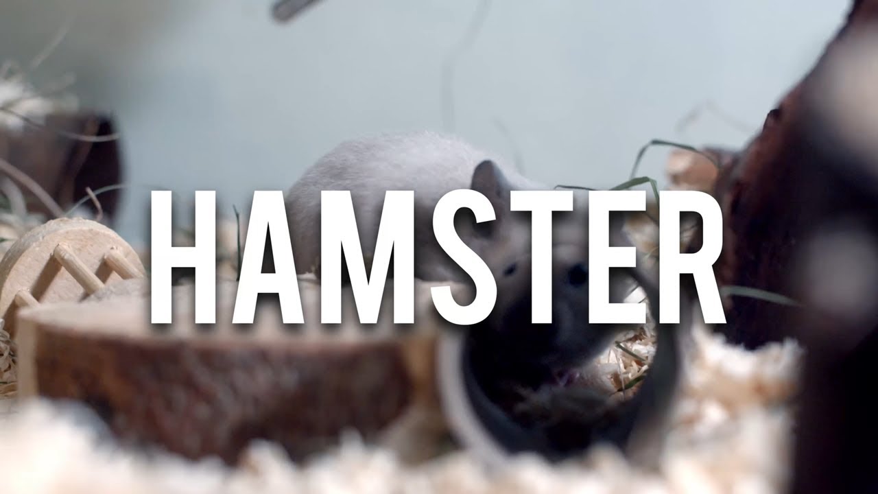 Our Hamsters Awesome Hamster hamster sounds humster - YouTube