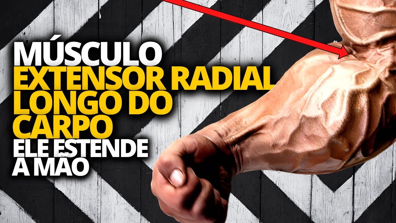 MÚSCULO EXTENSOR RADIAL LONGO DO CARPO - YouTube
