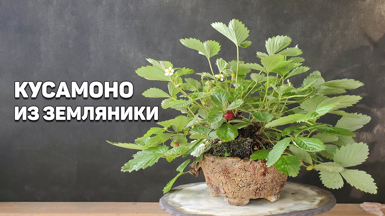 Земляника лесная в японском искусстве кусамоно @Studio.Bonsai - YouTube