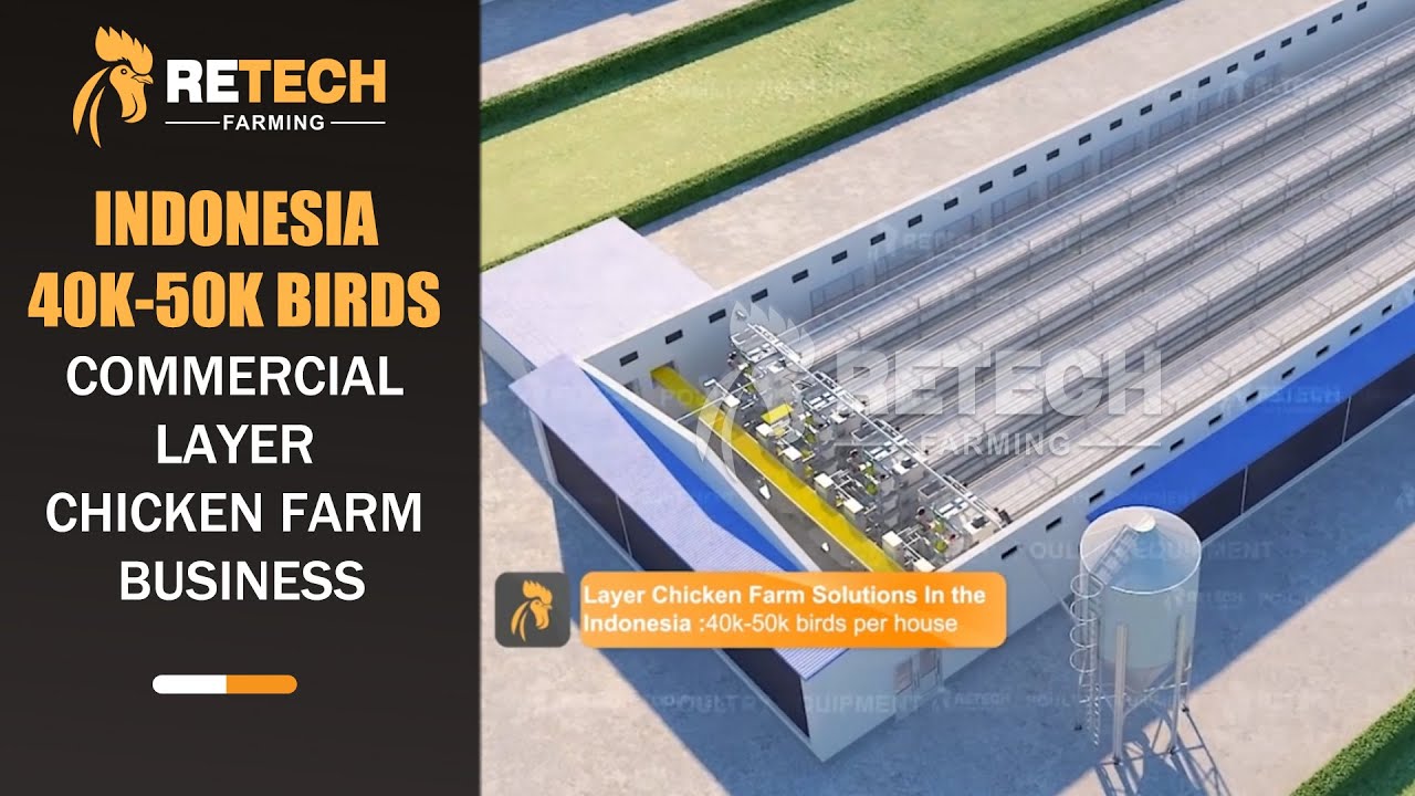 Indonesia 40K-50K birds commercial layer chicken farm business - RETECH Farming - YouTube