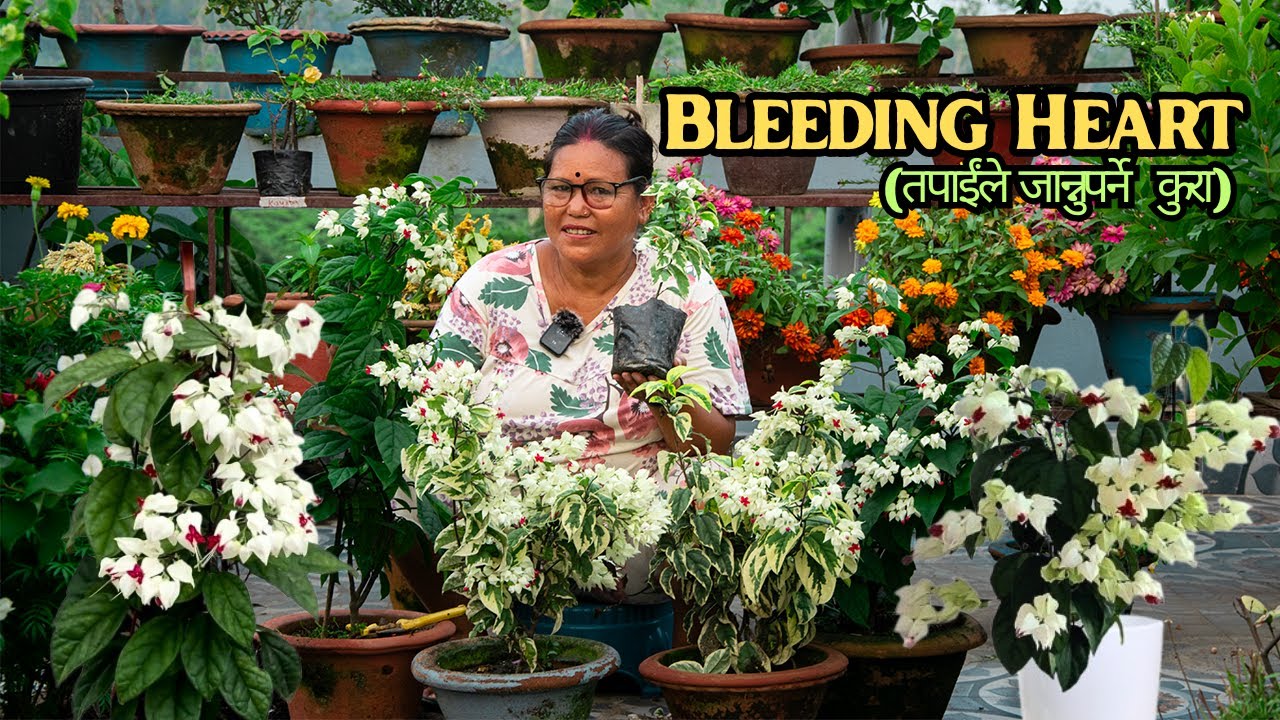 When & How to Prune Bleeding Heart Vine for More Flowers 🌸 | Pruning ...