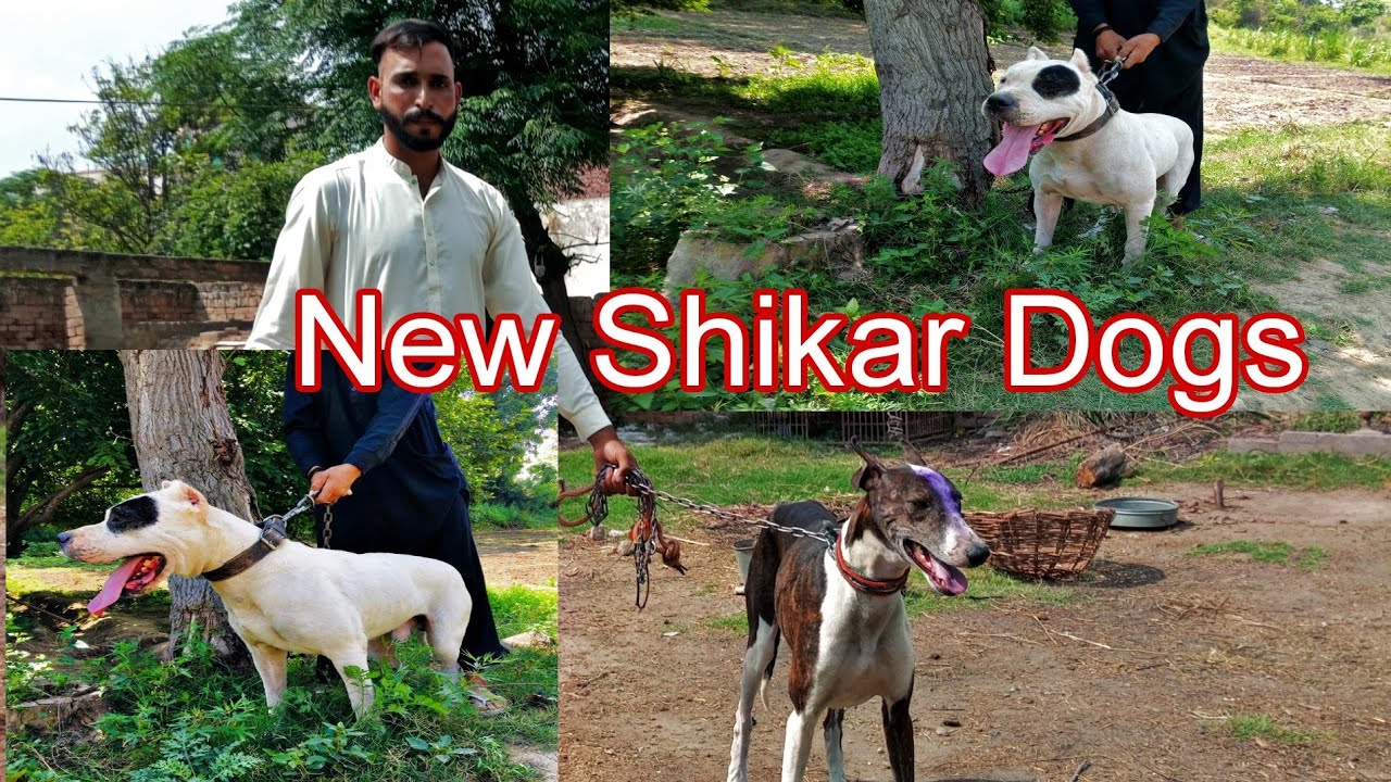New Shikar Dogs Pakistani Boar Hunting Dangerous Dogs Pakistan Azad ...