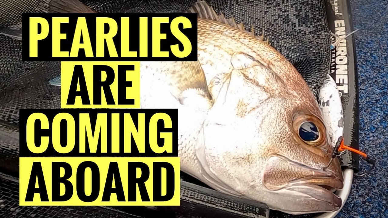 Catching Pearl Perch & Snapper On Soft Plastics & Slow Jigs - YouTube