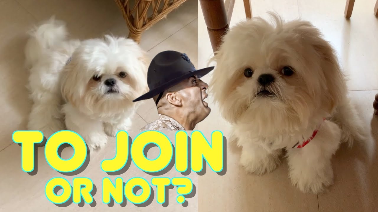 Cute Shih Tzu Reflects On His Past Experiences to Join The Army ( Cute ...