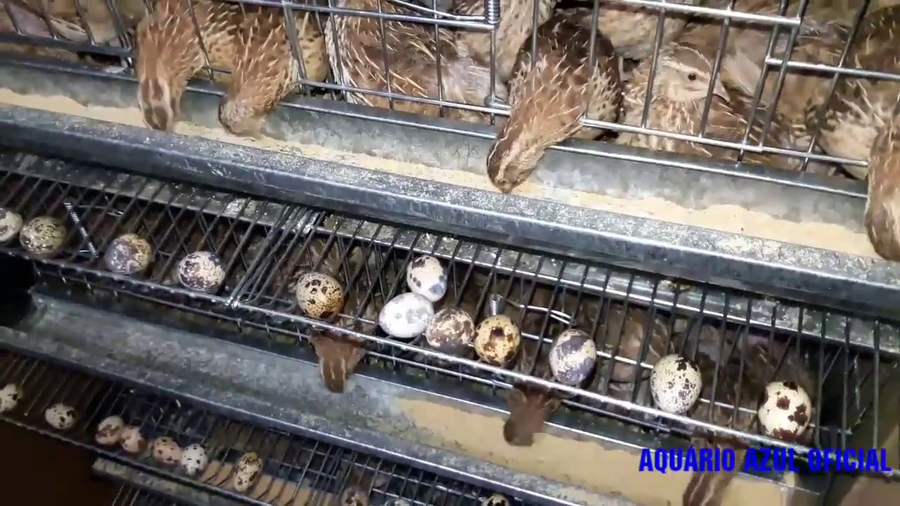 MINHA CRIAÇÃO DE CODORNA AGORA NA GAIOLA NOVA 25/06/2017 - YouTube