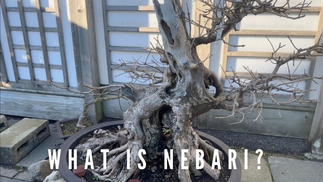 What is Nebari? - YouTube