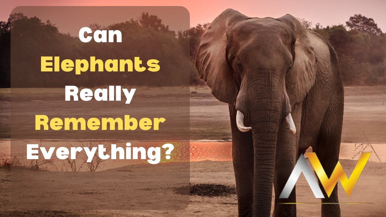 Can Elephants Really Remember Everything - Amazing Animal Facts - YouTube