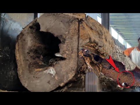 Hollow Wood Infested with Venomous Animal in Sawmill