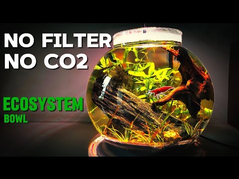 ECOSYSTEM BOWL SETUP | NO FILTER...NO Co2 - YouTube