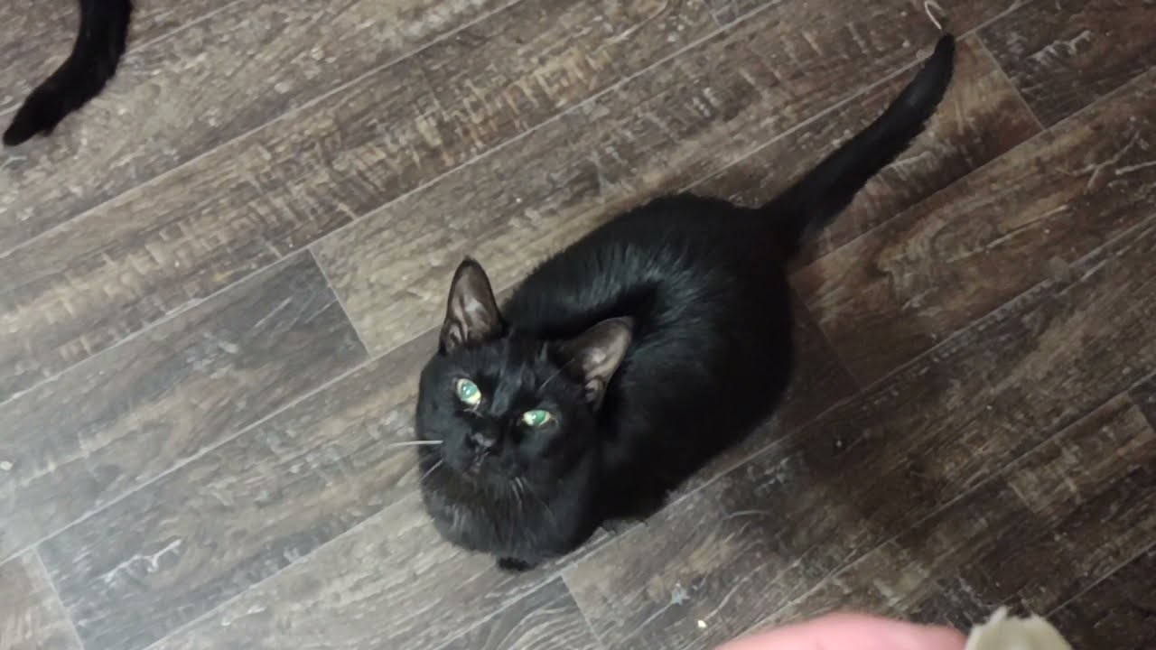 How to tell if your cat is blind (how blind cats cat) - YouTube