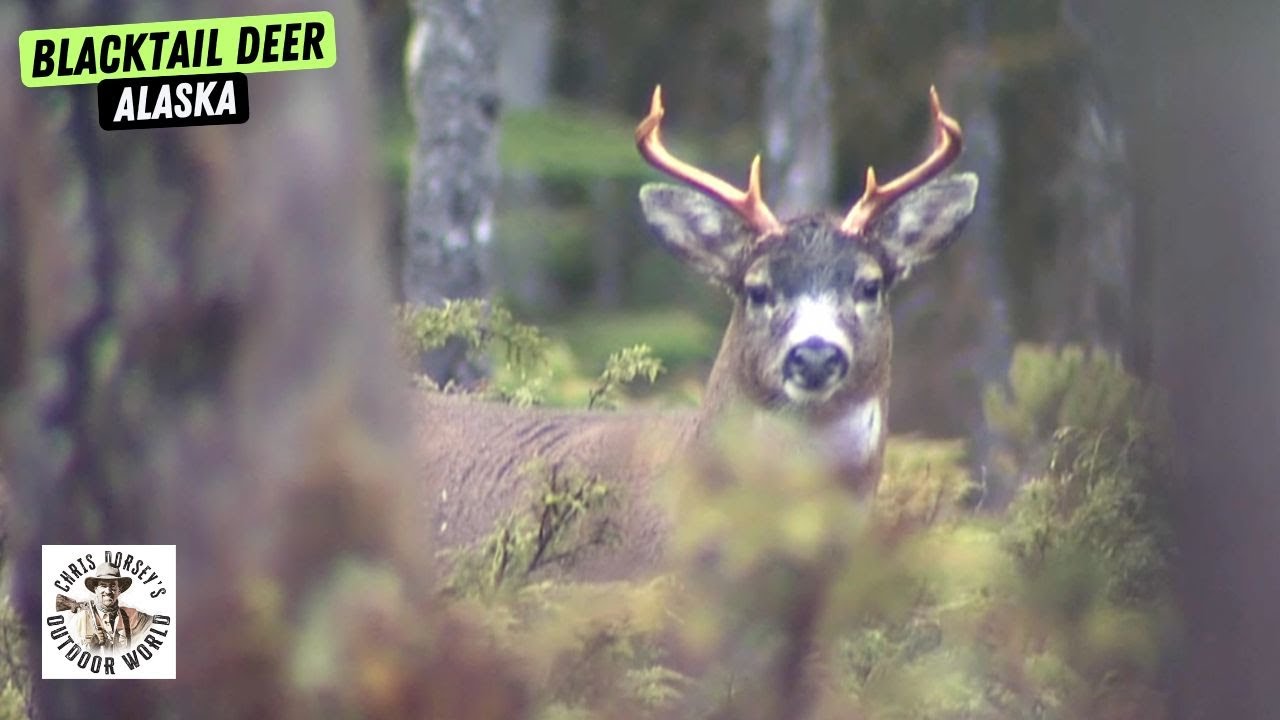 Remote Hunt for Blacktail Deer in Alaska Backcountry - YouTube