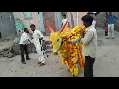 Ox...Funny Video... - YouTube