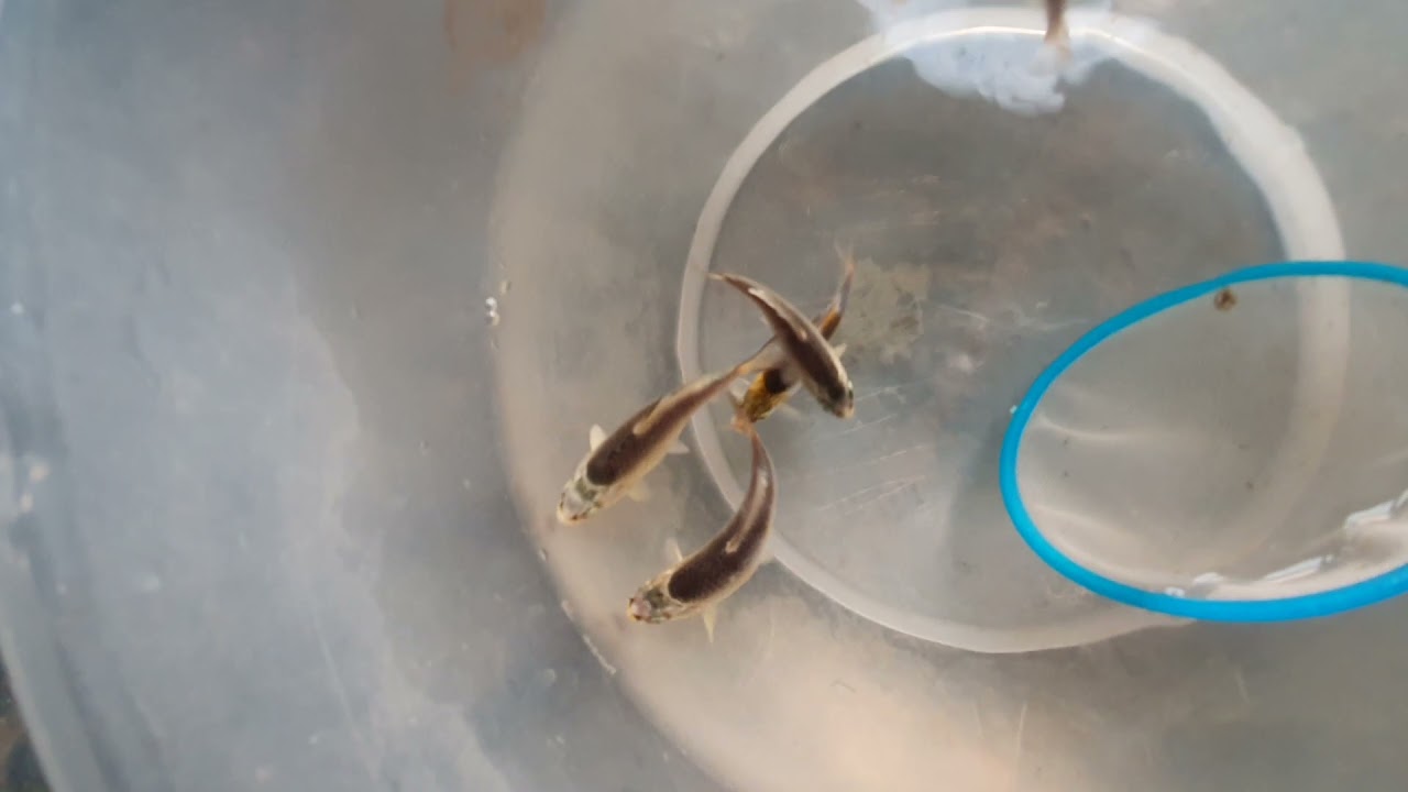 gin matsuba culling koi fry koi carp breeding - YouTube