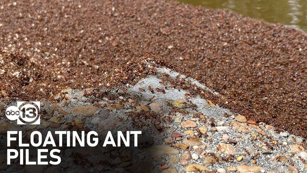 Floating ant piles spotted in flooded waters at League City park - YouTube