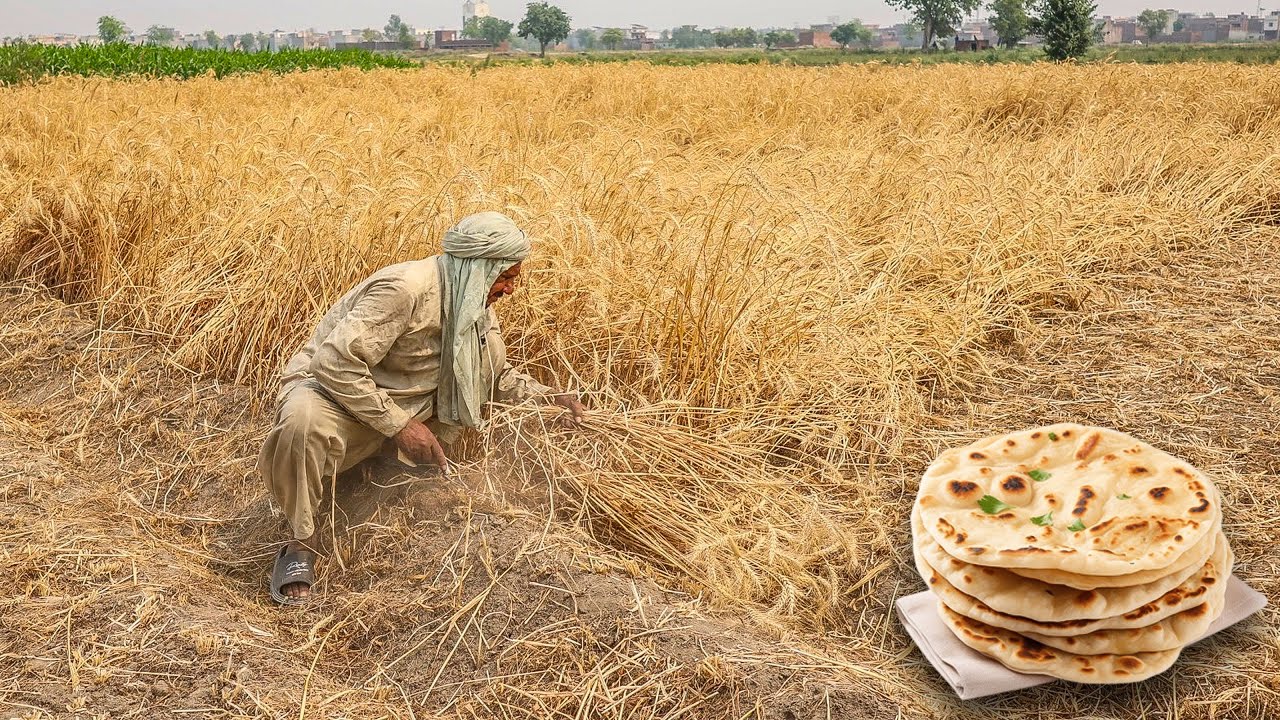 How Millions of Wheat Grains Convert Into Flour – Full Process! - YouTube