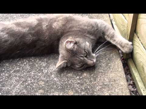 Tina the cat, How adorable !