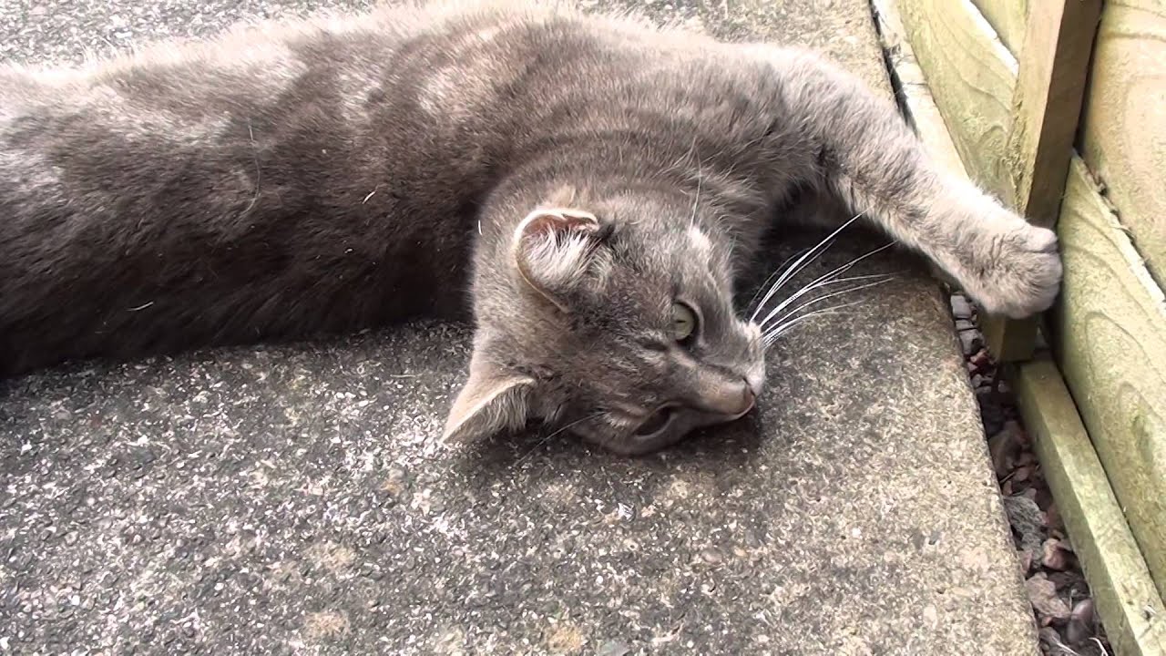 Tina the cat, How adorable ! - YouTube
