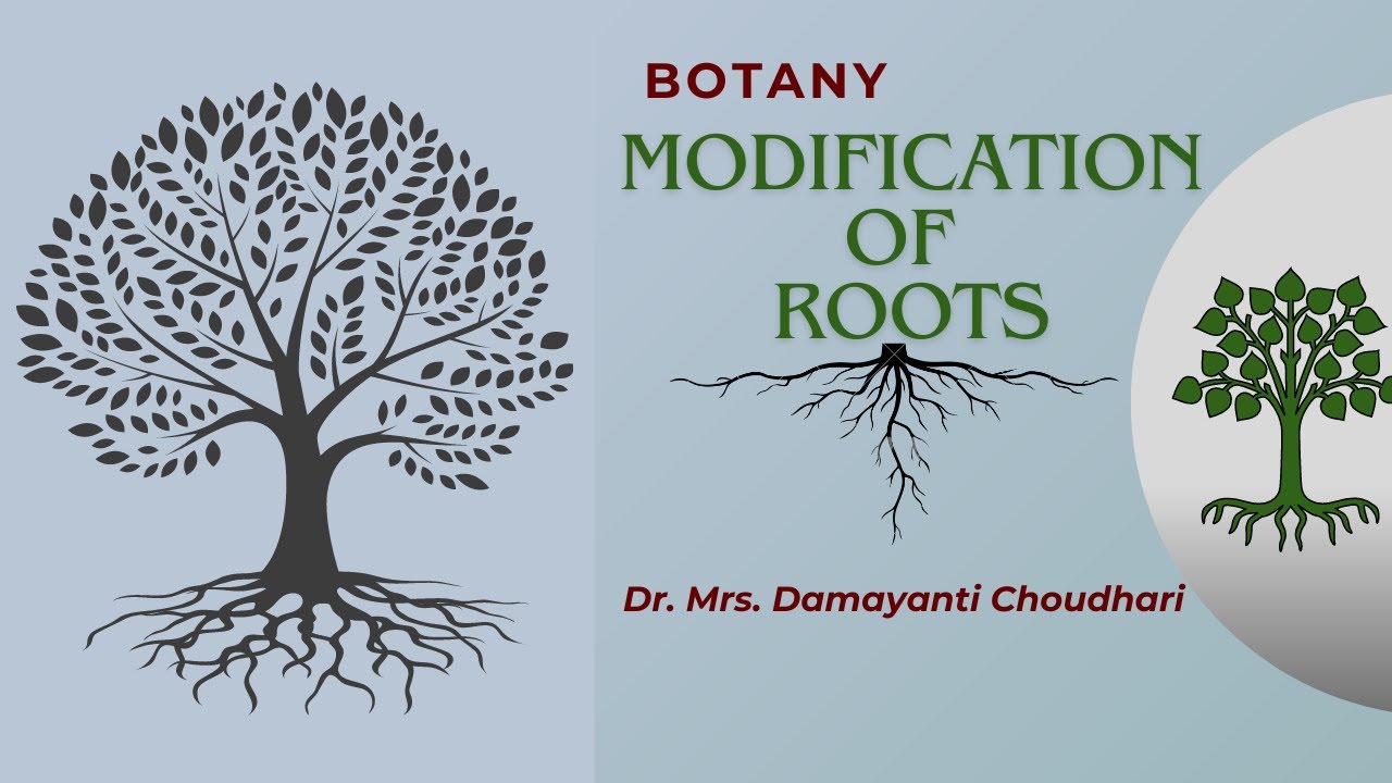 Modification of Roots | BSC 1 | Morphology | Types of roots | Botany ...