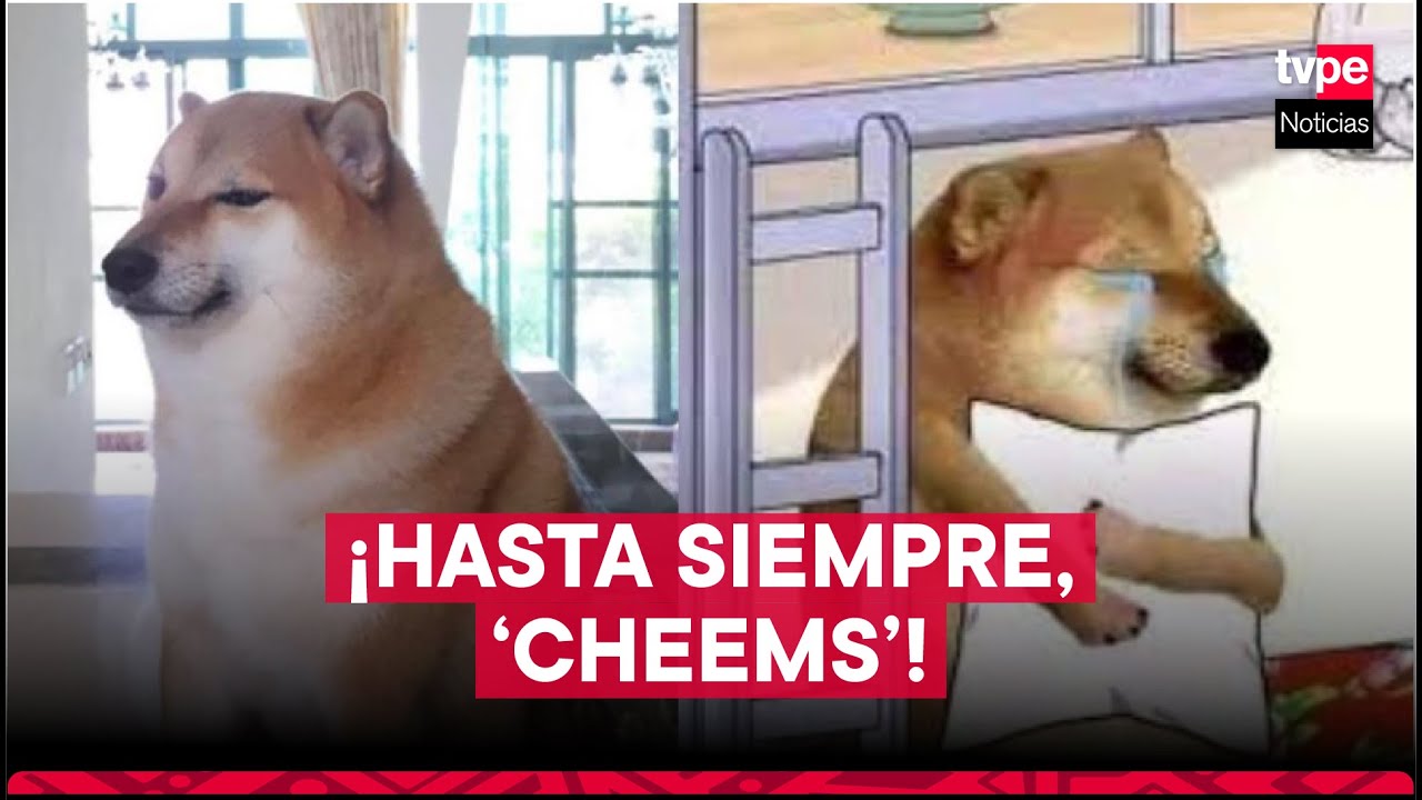 Fallece ‘Cheems’, el perrito más famoso de Internet que conquistó con ...