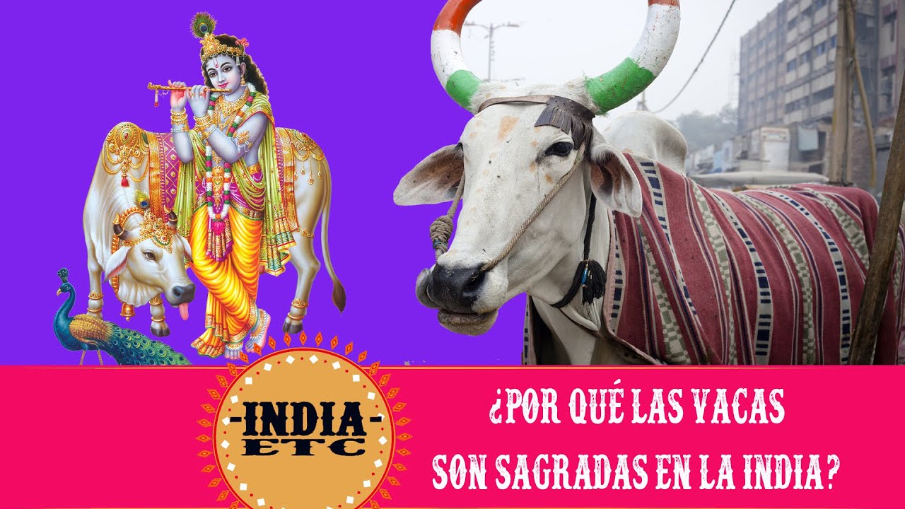 ¿Por qué las vacas son sagradas en la India? - YouTube