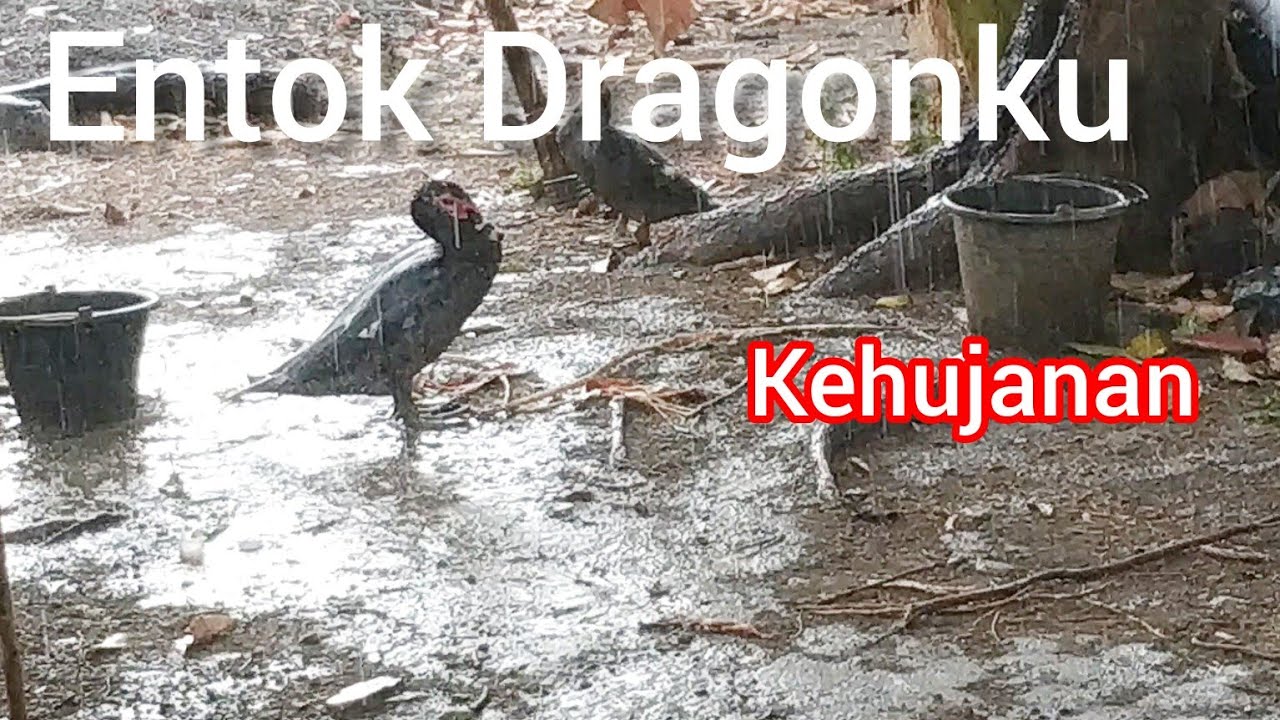 hujan hujanan entok Dragon super bondol klawuku kawan ||Ternak entok ...